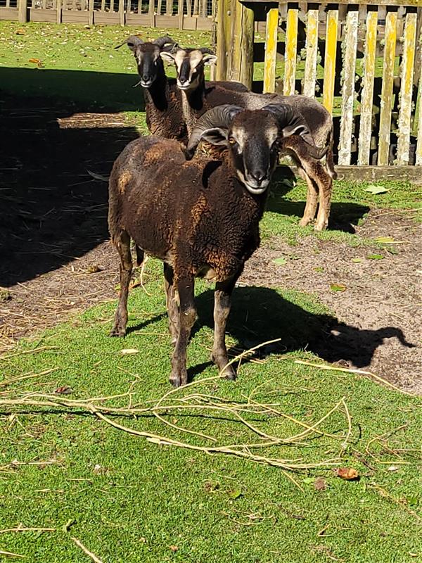 Meet the farmyard animals