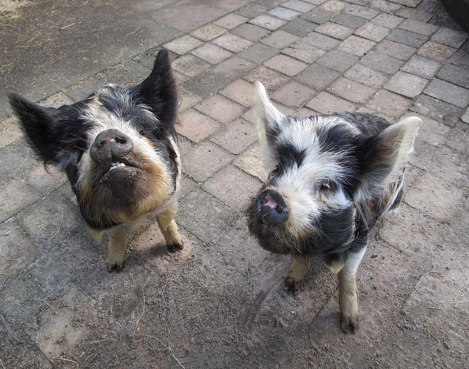 Meet the farmyard animals