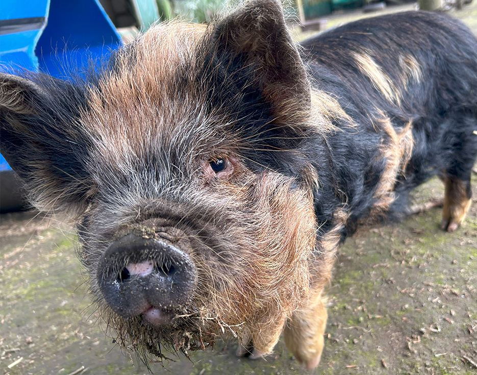 Meet the farmyard animals