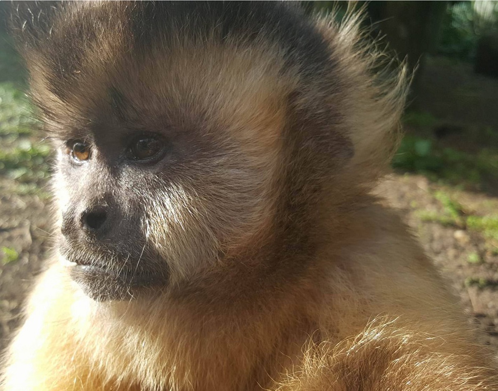 Meet the exotic mammals