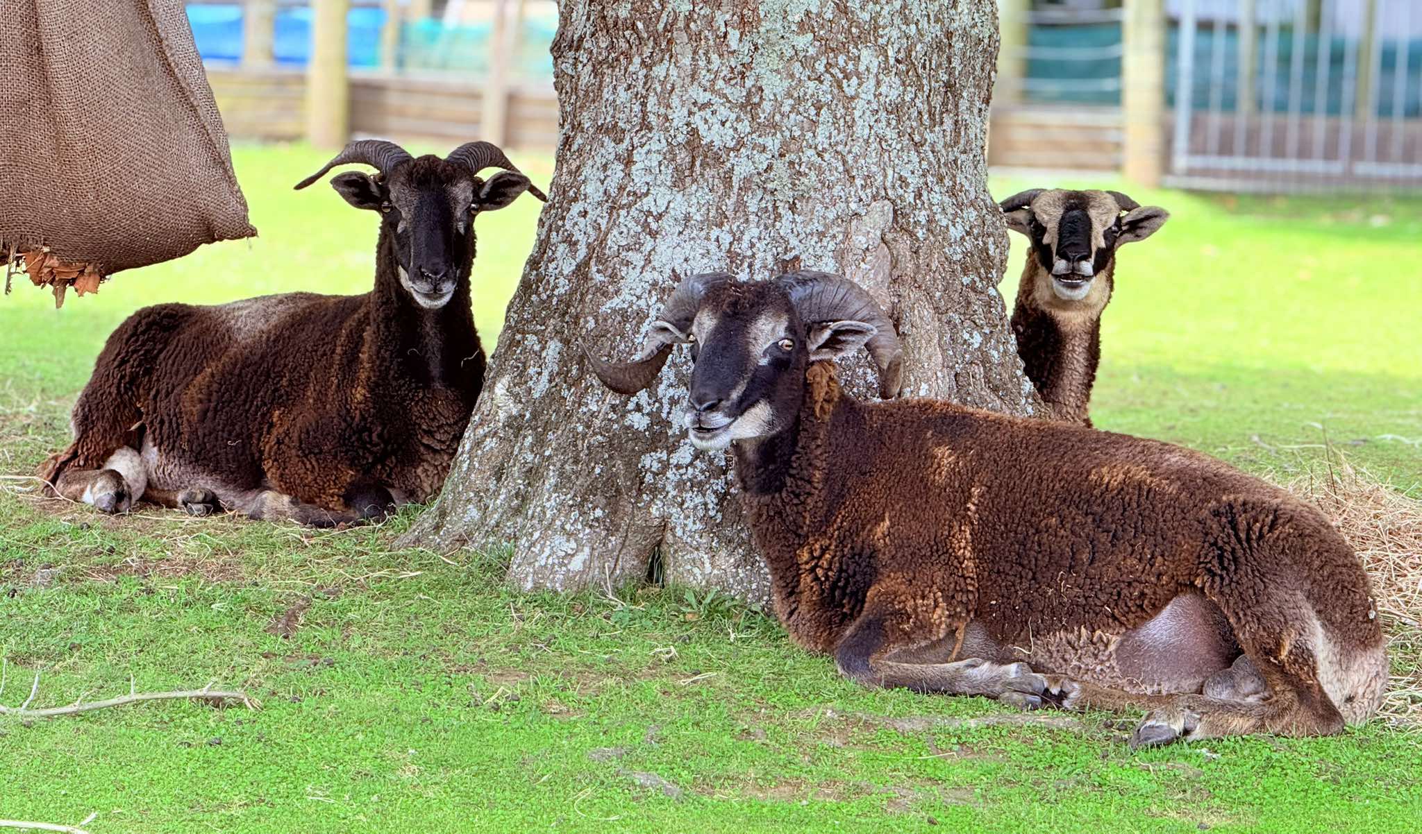 Meet the farmyard animals