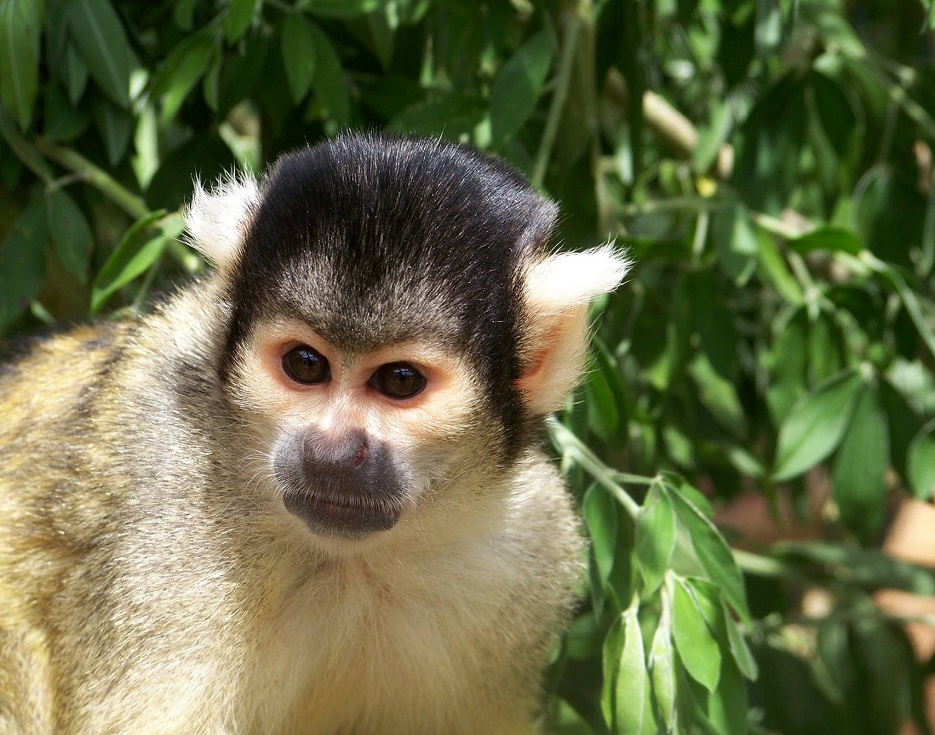 Meet the exotic mammals