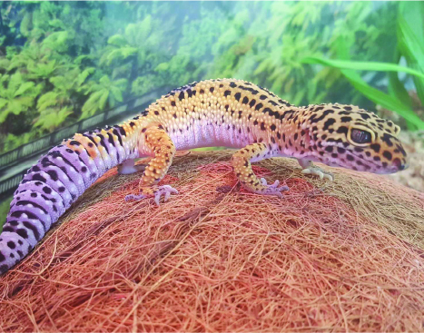 Meet the reptiles and amphibians