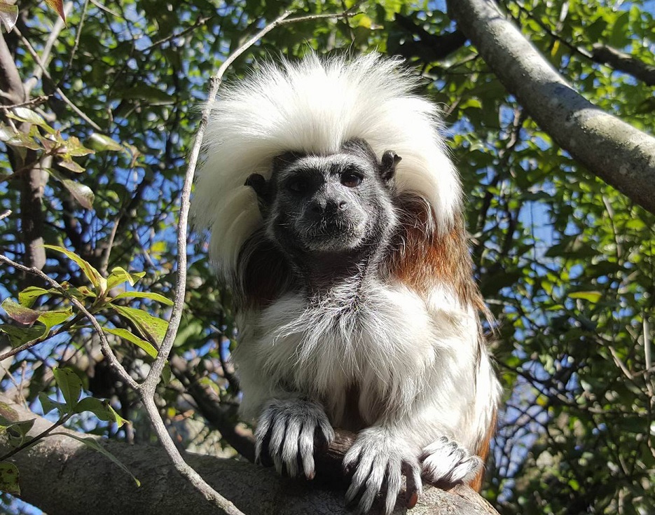 Meet the exotic mammals