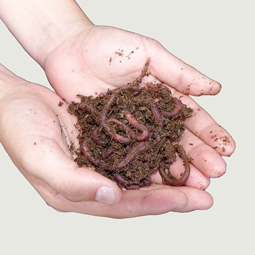 Worm Farming