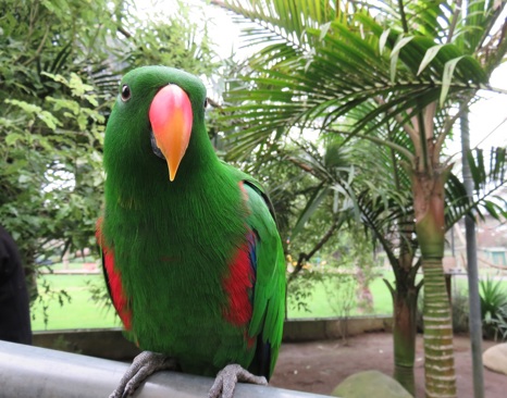 Meet the birds