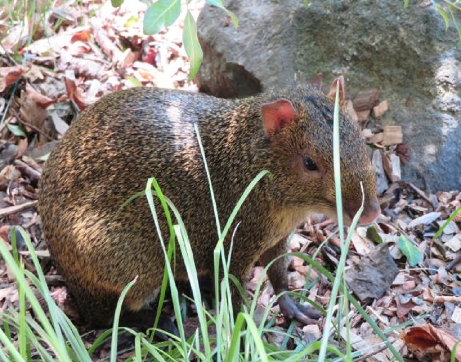 Meet the exotic mammals