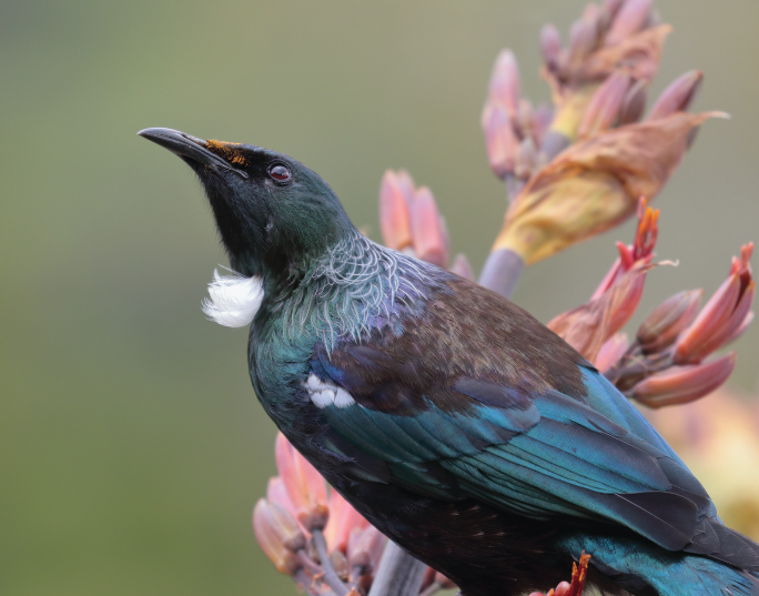 Predator-Free Programme