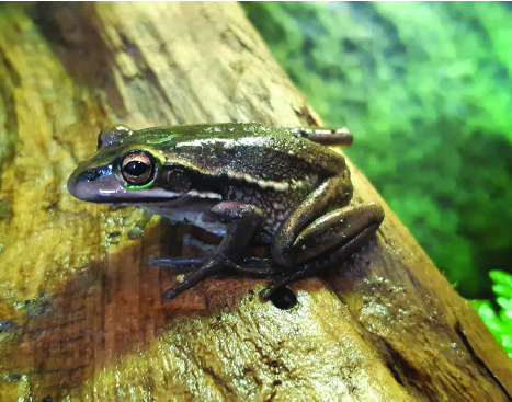 Meet the reptiles and amphibians